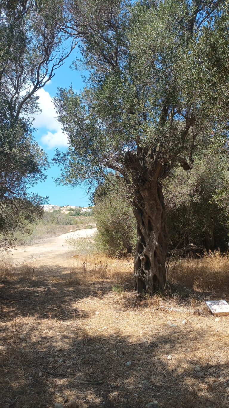 Visit to Heritage Malta Olive Grove – Bidni Malta